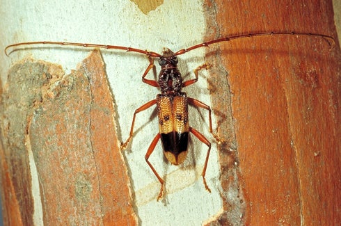 Eucalyptus Longhorned Borer | Center for Invasive Species Research