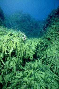 Caulerpa Taxifolia or Killer Alga | Center for Invasive Species Research
