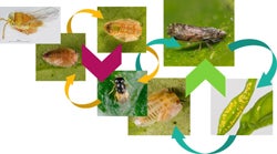 Psyllaphycus diaphorinae: Another Natural Enemy from Pakistan for ACP ...