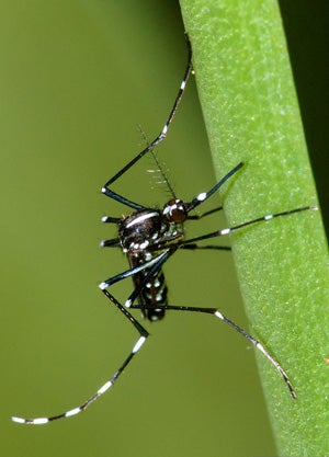 Asian Tiger Mosquito | Center for Invasive Species Research