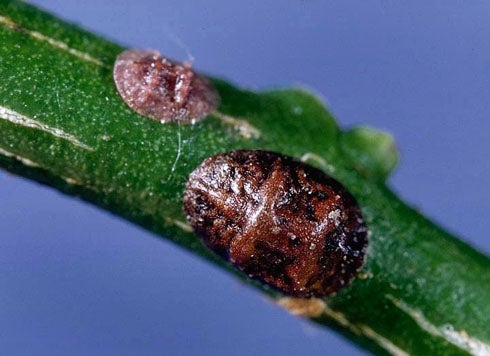 Black Olive Scale | Center for Invasive Species Research
