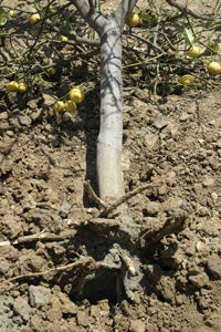 Diaprepes Root Weevil | Center for Invasive Species Research