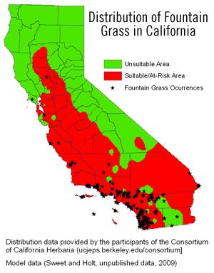 African Fountain Grass | Center for Invasive Species Research