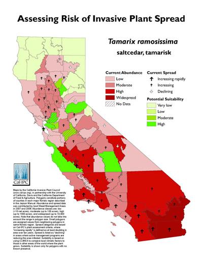Saltcedar | Center for Invasive Species Research