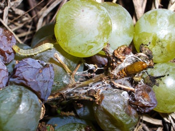 Light Brown Apple Moth | Center for Invasive Species Research