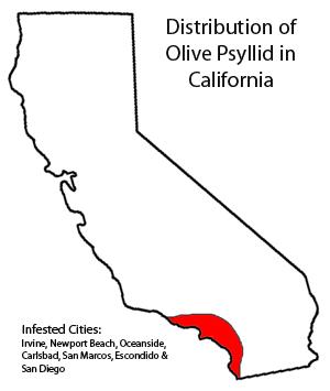 Olive Psyllid | Center for Invasive Species Research