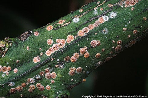 California Red Scale | Center for Invasive Species Research