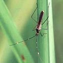 Entomophagy (Eating insects) | Center for Invasive Species Research