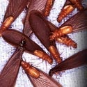 Entomophagy (Eating insects) | Center for Invasive Species Research