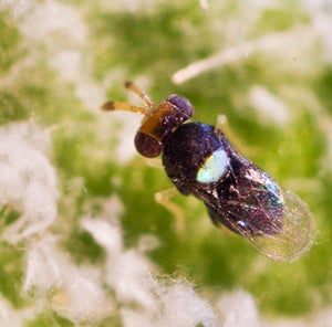 Giant Whitefly | Center for Invasive Species Research