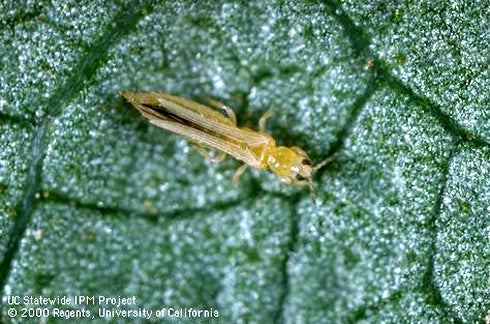 Western Flower Thrips | Center for Invasive Species Research