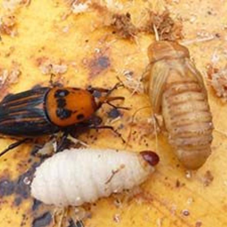 Latest Blog Posts | Center for Invasive Species Research