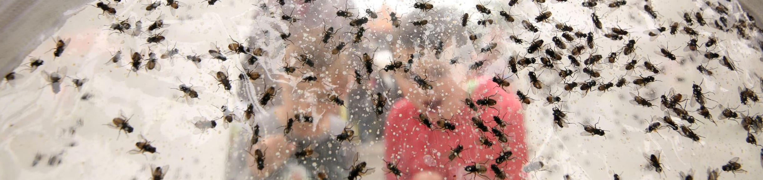 UCR Insectary and Quarantine Facility | Center for Invasive Species ...