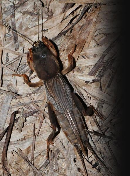 Mole Cricket | Center for Invasive Species Research