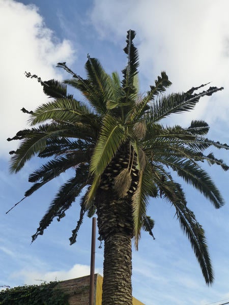 Palm Tree | Center for Invasive Species Research