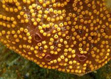 Botrylloides violaceus | Center for Invasive Species Research