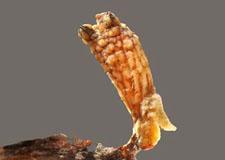 Styela Clava | Center for Invasive Species Research