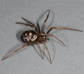 False Black Widow Spider Identification