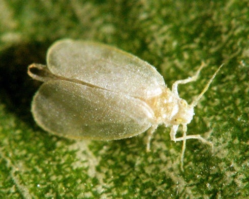 Giant Whitefly | Center for Invasive Species Research