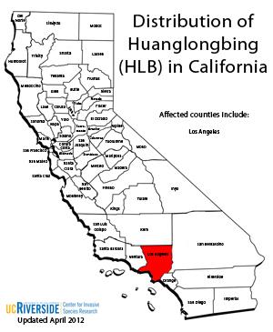 Huanglongbing (HLB or Citrus Greening) | Center for Invasive Species ...