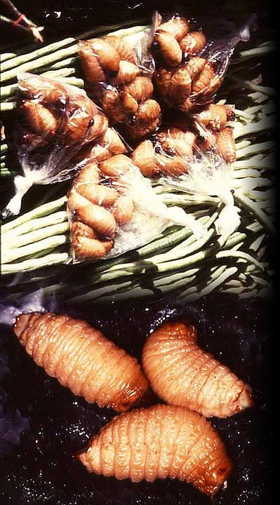 Entomophagy (Eating insects) | Center for Invasive Species Research