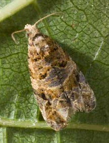 European Grapevine Moth | Center for Invasive Species Research