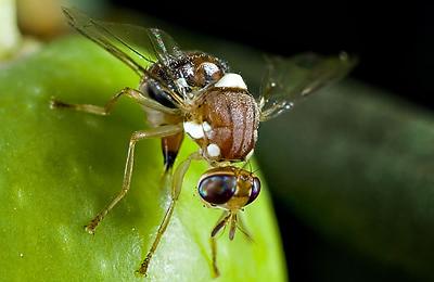 Olive Fruit Fly | Center for Invasive Species Research