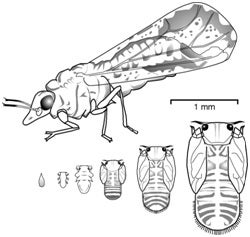 Tamarixia radiata and Natural Enemy Impacts on the Invasive Asian ...