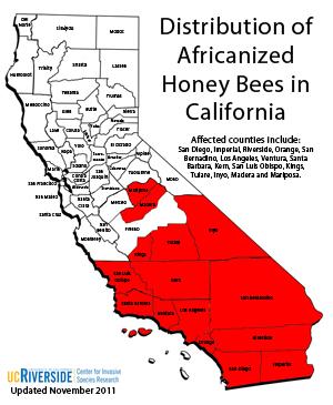 Africanized Honey Bee | Center for Invasive Species Research