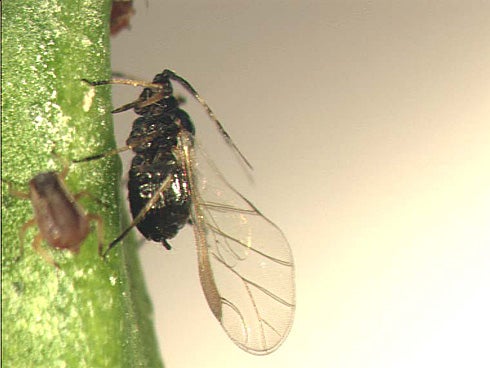 Brown Citrus Aphid | Center for Invasive Species Research