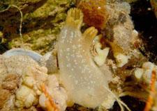 Invasive Tunicates | Center for Invasive Species Research