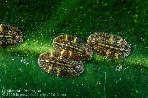 Citricola Scale | Center for Invasive Species Research