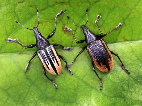 Diaprepes Root Weevil | Center for Invasive Species Research
