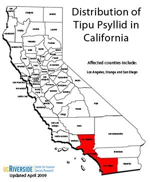 Tipu Psyllid | Center for Invasive Species Research