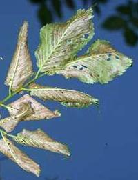 Elm Leaf Beetle | Center for Invasive Species Research