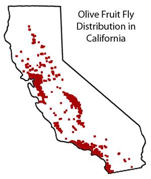 Olive Fruit Fly | Center for Invasive Species Research