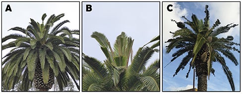 The South American Palm Weevil Invasion in San Diego County, California ...