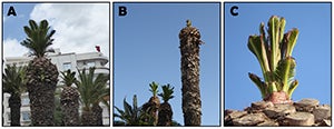 The South American Palm Weevil Invasion in San Diego County, California ...
