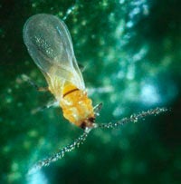 California Red Scale | Center for Invasive Species Research