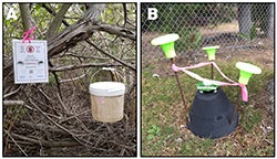 The South American Palm Weevil Invasion in San Diego County, California ...