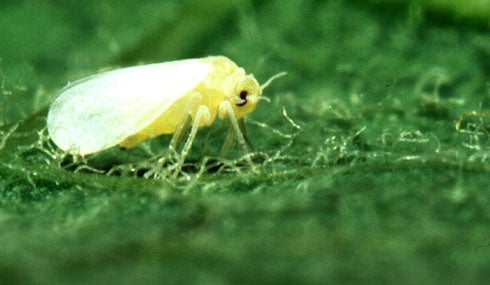Silverleaf Whitefly | Center for Invasive Species Research