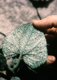 Silverleaf Whitefly | Center for Invasive Species Research