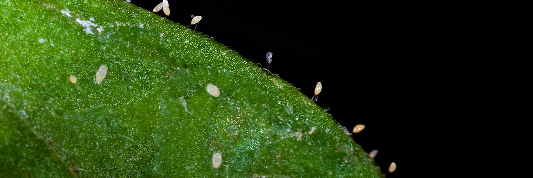 Welcome to CISR! | Center for Invasive Species Research