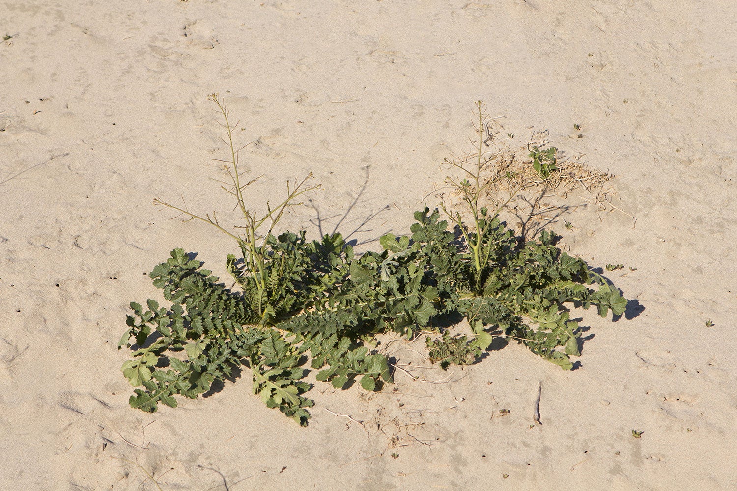 Sahara Mustard | Center for Invasive Species Research