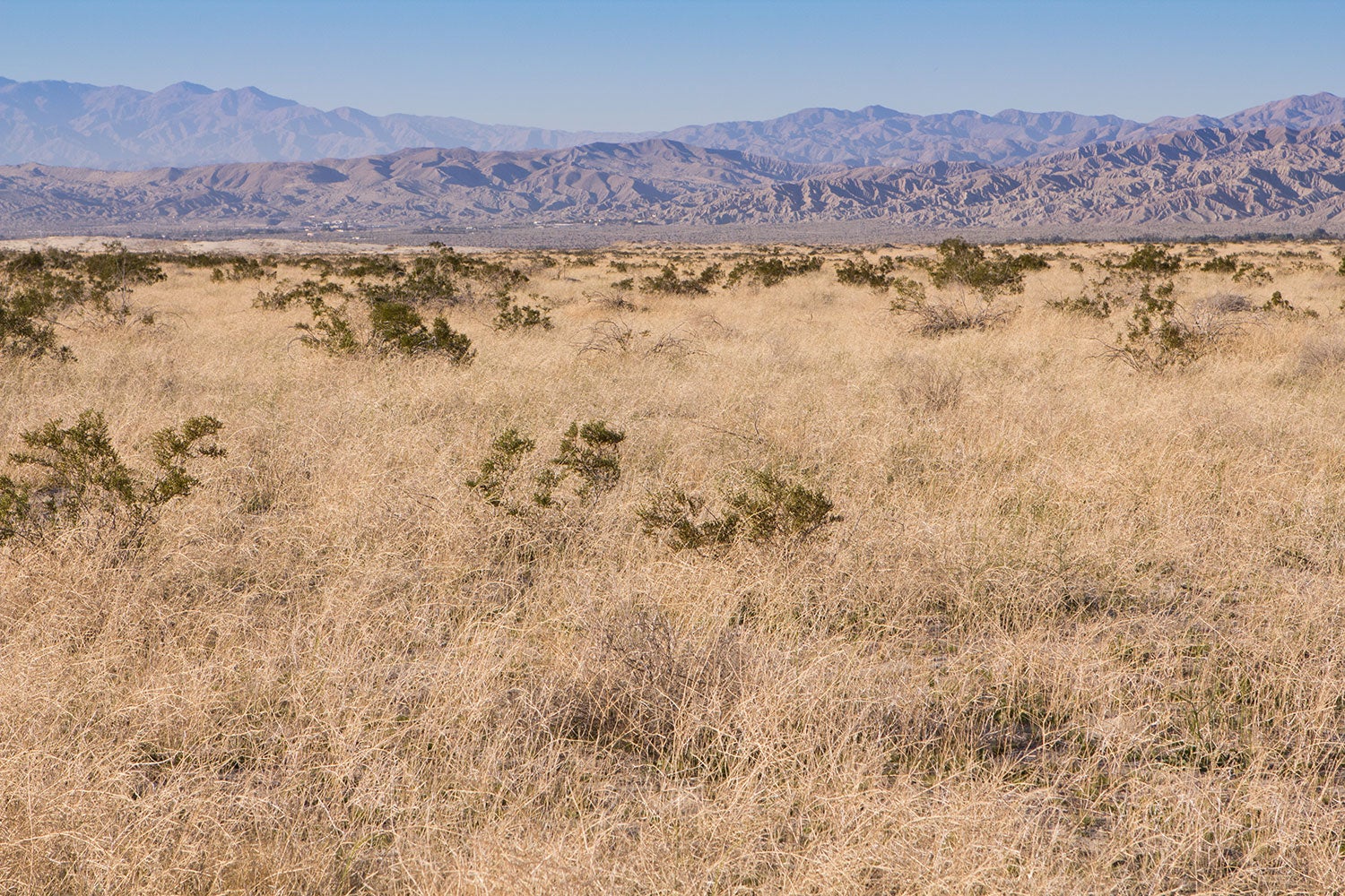 Sahara Mustard | Center for Invasive Species Research