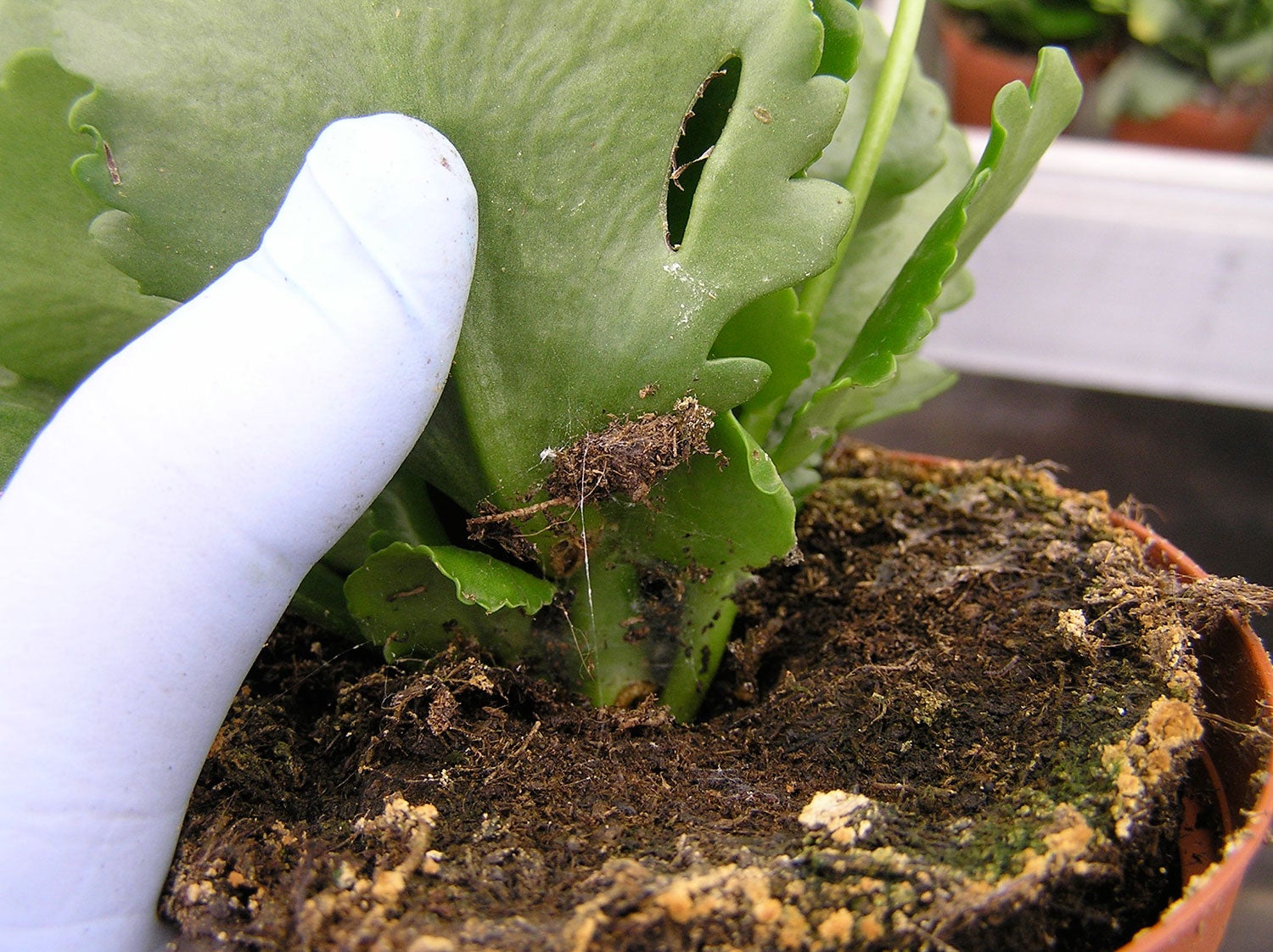 European Pepper Moth | Center for Invasive Species Research