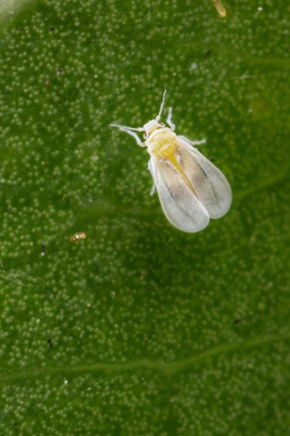 Ficus Whitefly | Center for Invasive Species Research