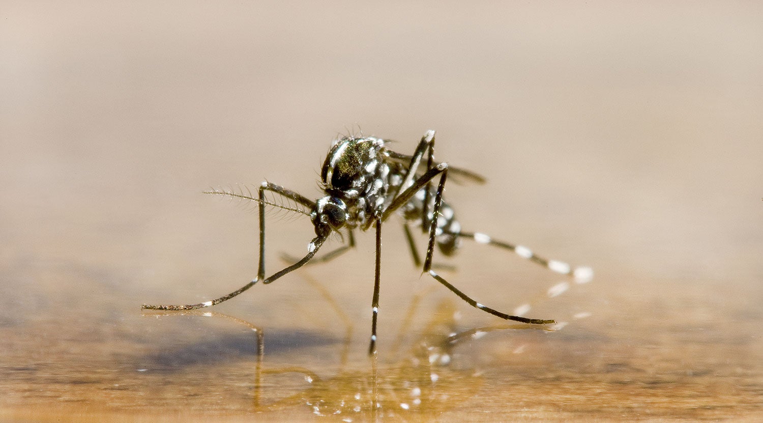 Asian Tiger Mosquito | Center for Invasive Species Research