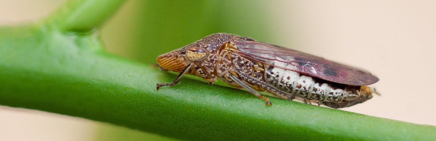 Citrus Pests | Center for Invasive Species Research