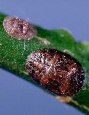 CISR: Black Scale | Center for Invasive Species Research